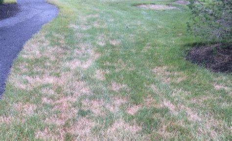 Pythium Blight How To Identify And Treat This Nasty Lawn Disease