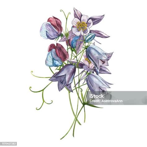 도라지 꽃 잎과 꽃다발 꽃과 나뭇잎의 수채화 세트 흰색 배경에 고립 된 손으로 그린 꽃 그림 컬렉션 정원과 야생 허브 꽃 가지 식물 예술 0명에 대한 스톡 사진 및 기타