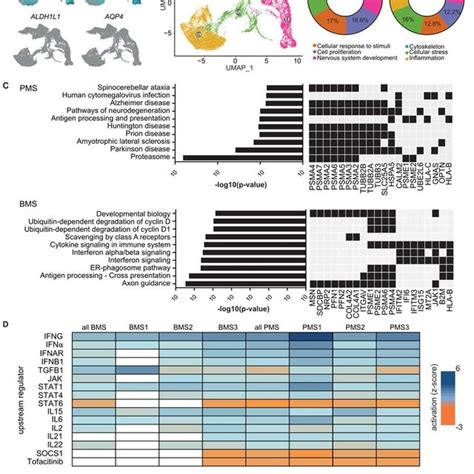 Single Cell Transcriptome Analysis Of Ms Patient Astrocyte Ngn2 Neuron Download Scientific