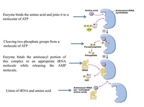Trna Structure And Function