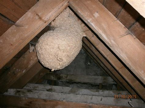 Almac Pest Services Call Us On 01236 320032