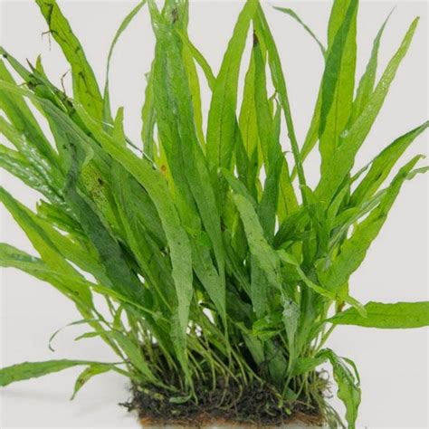 Java Fern Narrow Leaf Ss Pad For Sale In Online Aquatic Plants For