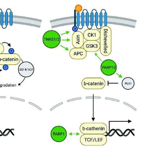 Schematic overview of the interplay between Wnt β catenin signaling and Download Scientific