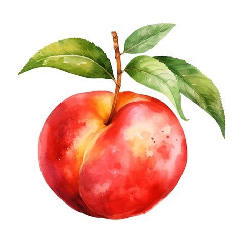 Nectarina Aquarela Clipart Fundo Branco Vetor Premium