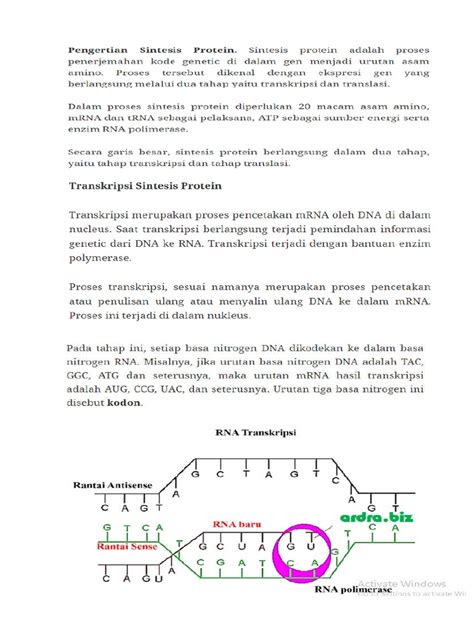 Penjelasan Video Transkripsi Dan Translasi Pdf