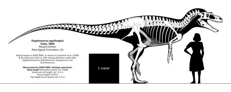 Dryptosaurus Aquilunguis Randomdinos01 R Paleo Skeletals