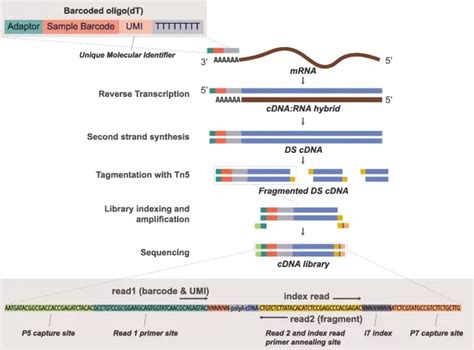 Brb Seq Ultra Affordable High Throughput Transcriptomics Enabled By