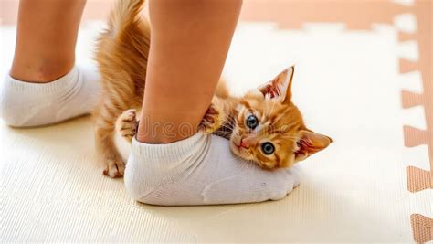 Kitten Tangles Stock Illustrations 29 Kitten Tangles Stock