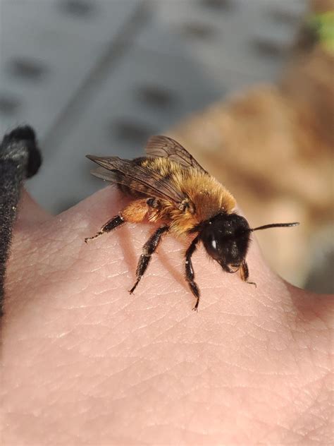 Just Sharing This Cute Fluff Rinsects