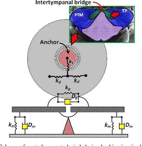 Figure 1 From Physical Analysis Of A Biomimetic Microphone With A