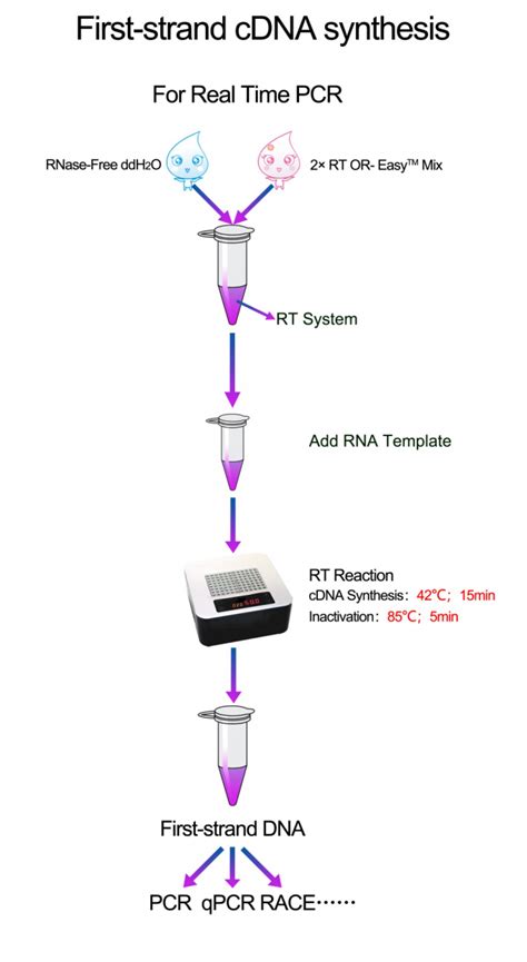 Real Time Pcr Transcriptor First Strand Cdna Synthesis Kit High Sensitivity