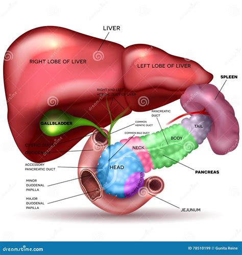 Liver Pancreas Gallbladder Stock Vector Illustration Of Design