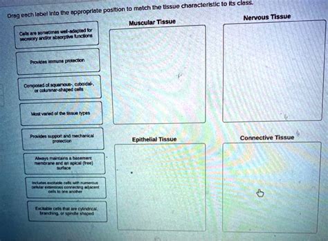 Drag Each Label Into The Appropriate Position To Match The Tissue Characteristic To Its Class