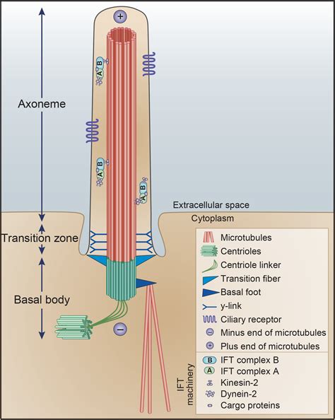 Primary Cilia Biosensors Of The Male Reproductive Tract Girardet