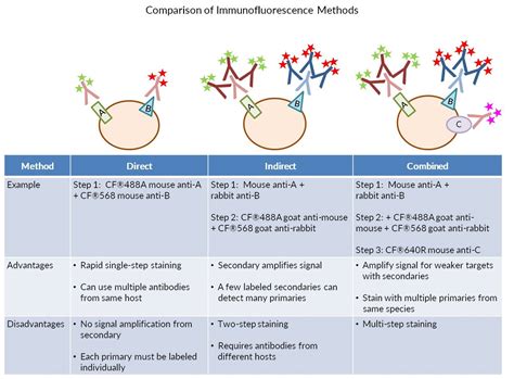 Role Of Blocking In Immunofluorescence Role Of Blocking In Immunofluorescence