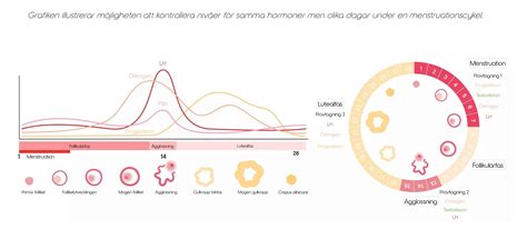 Kan Jag Ta Ett Hormontest När Som Helst Under Min Menstruationscykel