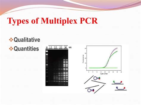 Multiplex Pcr Pptx