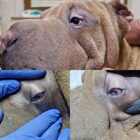 ეს ჯოფრია☺️ 9 თვის შარპეი დაუდგინდა ენტროპია ქუთუთოების ინვერსია რისგამოც ჯოფრი თითქმის ვერ