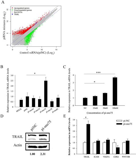 Gas5 Derived Small Rna Pi Sno75 Specifically Upregulates Trail