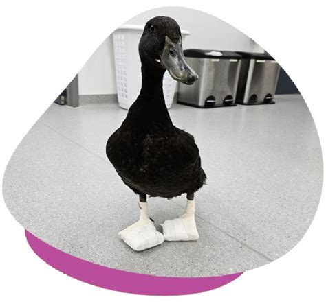 Pododermatitis In Birds Causes Symptoms And Treatment Guide