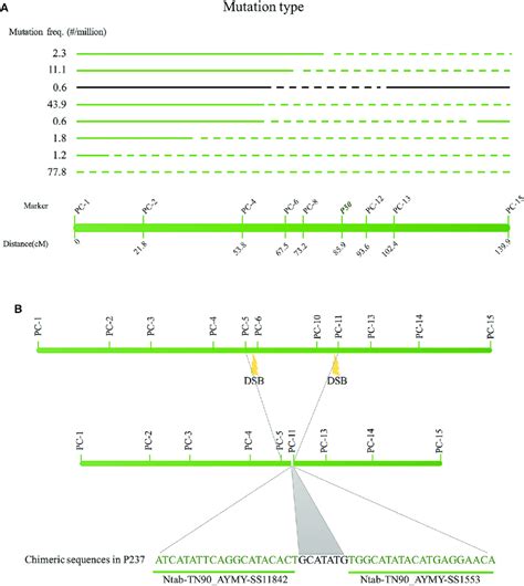 Distribution Of Deletion Breakpoints On The P Chromosome And The