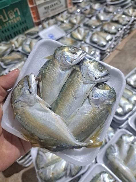 ปลาทูแมว Ennxo