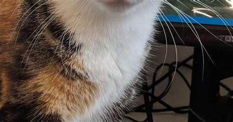 Lucina The Computer Lover Album On Imgur