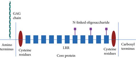 The Structure Of Decorin Decorin Consists Of Amino Terminal Domains Download Scientific