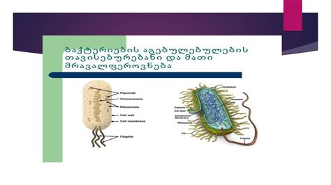 ბაქტერიები და ვირუსები Calameo Downloader