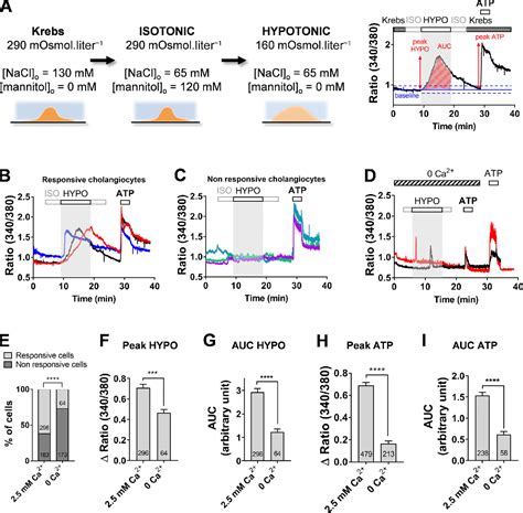 Figure 1 From Piezo1 Pannexin1 Complex Couples Force Detection To Atp Secretion In