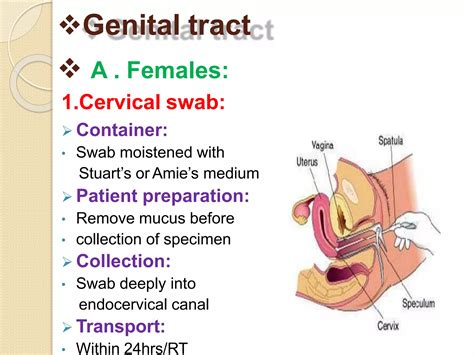 Specimen Collection And Transport Pptx