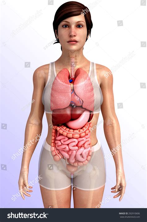 Female Digestive System Stock Illustration 292910606 Shutterstock