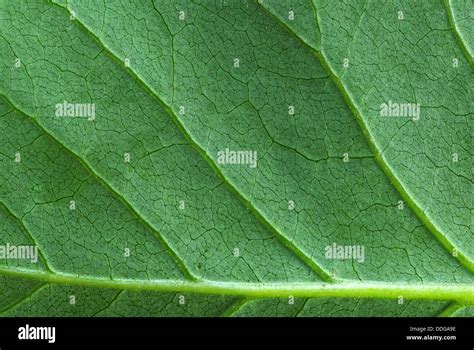 Structure Of Leaf Stock Photo Alamy