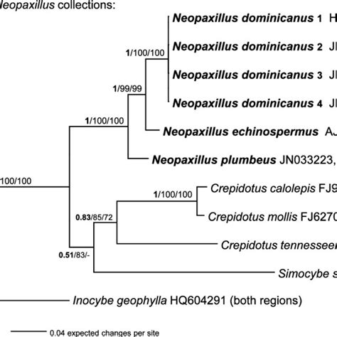 Bayesian Phylogram Obtained From The Combined Its Lsu Sequence Download Scientific Diagram