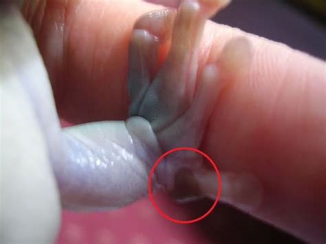 Can You Tell The Sex On Whites Tree Frogs