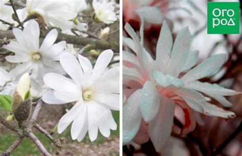 Что посадить вместо гортензии 8 кустарников с крупными цветками В цветнике Огород Ru