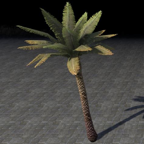 Online Tree Young Palm The Unofficial Elder Scrolls Pages Uesp