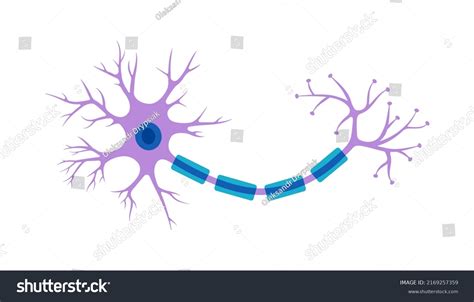 Axons And Dendrites Brain Basics The Life And Death Of A Neuron