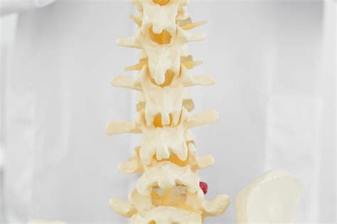 What Is The Difference Between A Chiropractor And An Osteopath