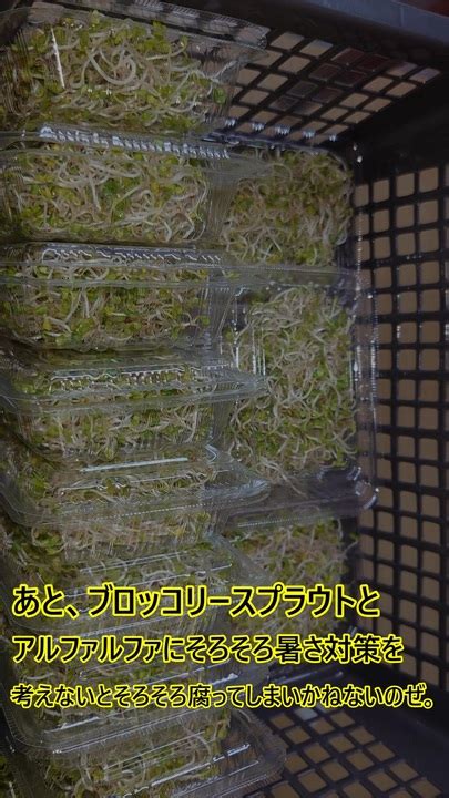 日刊mrバジル第43日目 ニコニコ動画