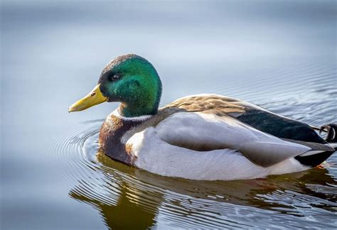 Защищенный браузер Duckduckgo стал доступен для пользователей Windows ТУТ НОВОСТИ браузер