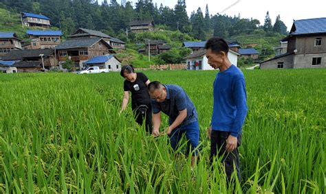 榕江定威乡农技服务零距离助力粮食增产增收 水稻 病虫 工作