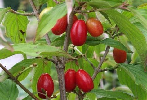 Fruti I Thanesdhe Vetit E Saj