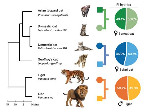 Texas Aandm Led Project Reveals New Secrets About Cat Evolution