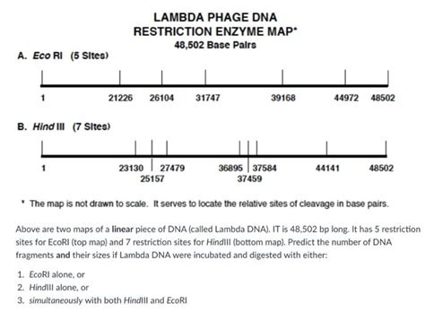 Solved Lambda Phage Dna Restriction Enzyme Map 48 502 Base Palrs A