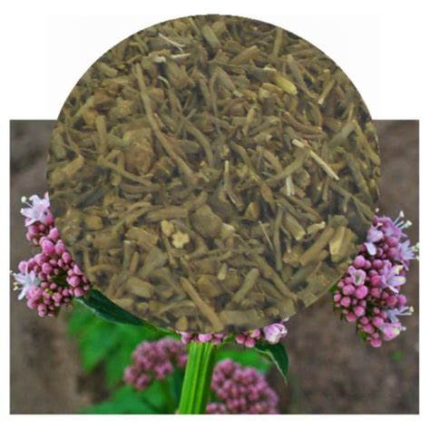 Valerian Root Natural Remedy For Insomnia And Anxiety Shaman