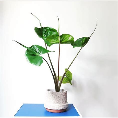 黄貂鱼海芋荷兰进口 Alocasia Stingray网红ins绿植盆栽斑马剑叶 虎窝淘