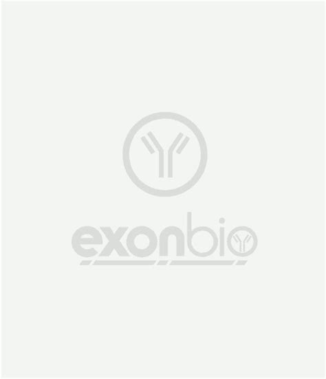 Rsv Nucleoprotein Monoclonal Antibody 3d9 Exonbio