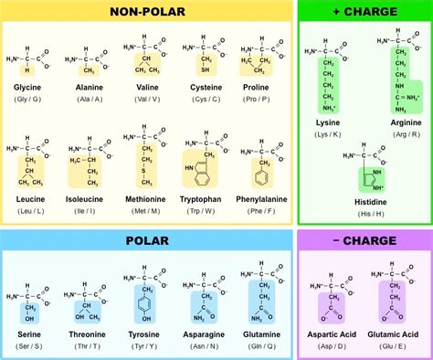 Amino Acids Diagram Quizlet