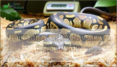How Much Should My Ball Python Weigh Complete Size And Care Guide